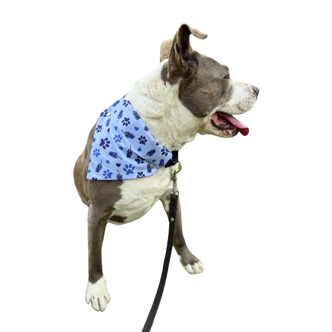 Pet Obsessed Shirts, Stickers, Greeting Cards, Custom Pet Portraits ...